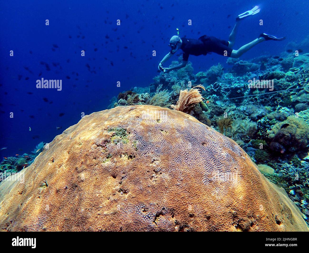 Indonesia Alor Island - Colorful coral reef - snorkeler - diving Stock ...