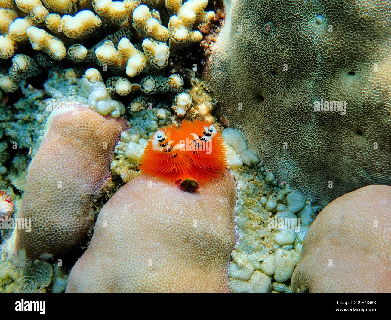Reef worm hi-res stock photography and images - Alamy