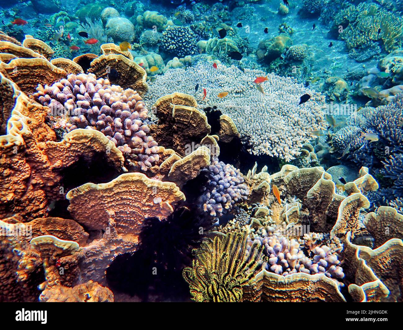 Indonesia Alor Island - Colorful coral reef with fish Stock Photo - Alamy