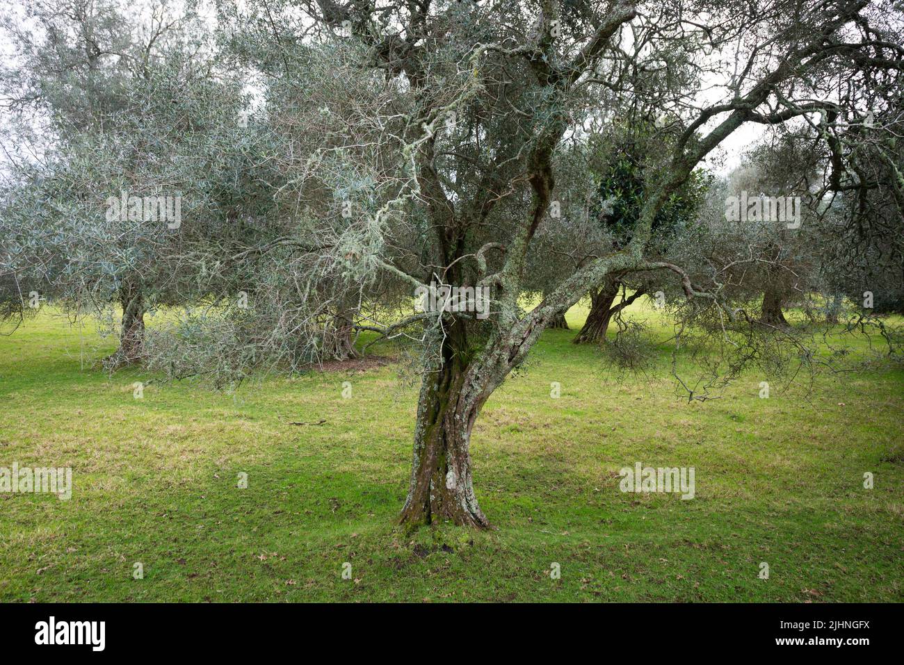 A Jacaranda tree grows out in all directions in Cornwall Park, Auckland ...