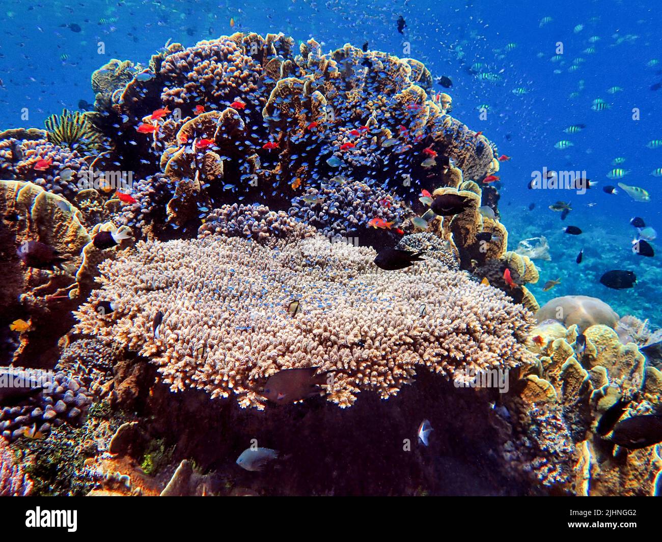 Indonesia alor island colorful hi-res stock photography and images - Alamy