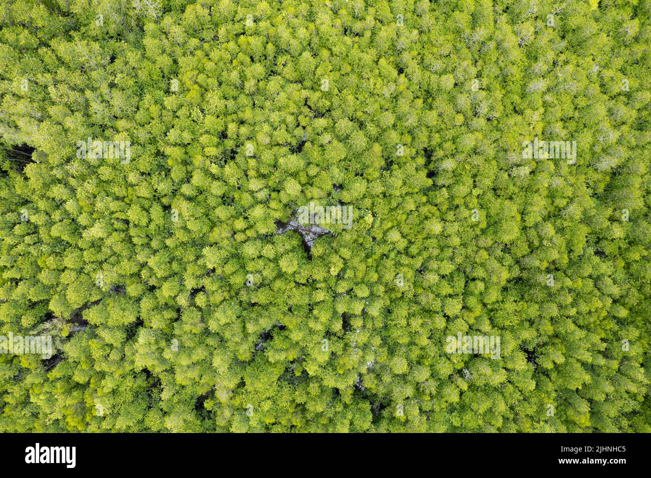 Amazing abundant mangrove forest Aerial view of forest trees Rainforest ...