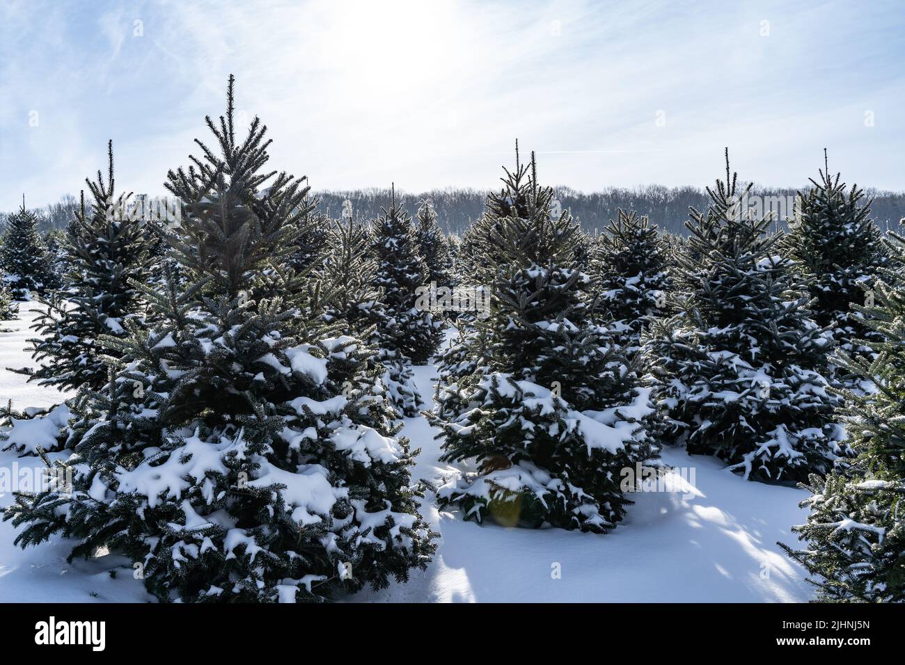 Christmas Tree Farm Snow