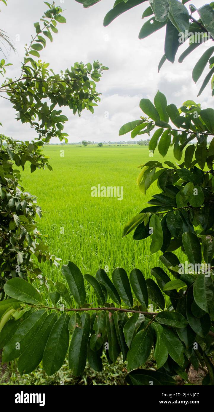 Local rice field located in Alicia, Isabela, Philippines on a cloudy ...