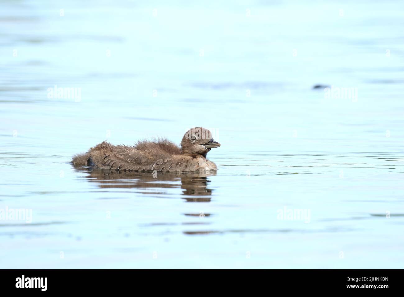 Baby waterbirds hi-res stock photography and images - Alamy