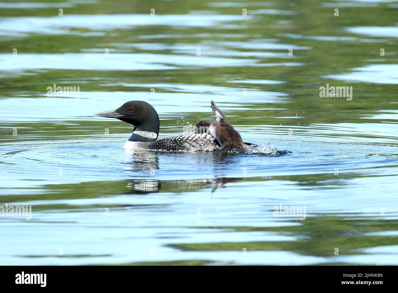 Mother and baby loon Stock Photo - Alamy
