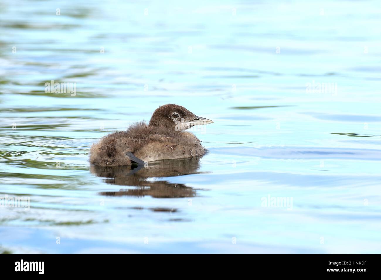 Baby waterbirds hi-res stock photography and images - Alamy