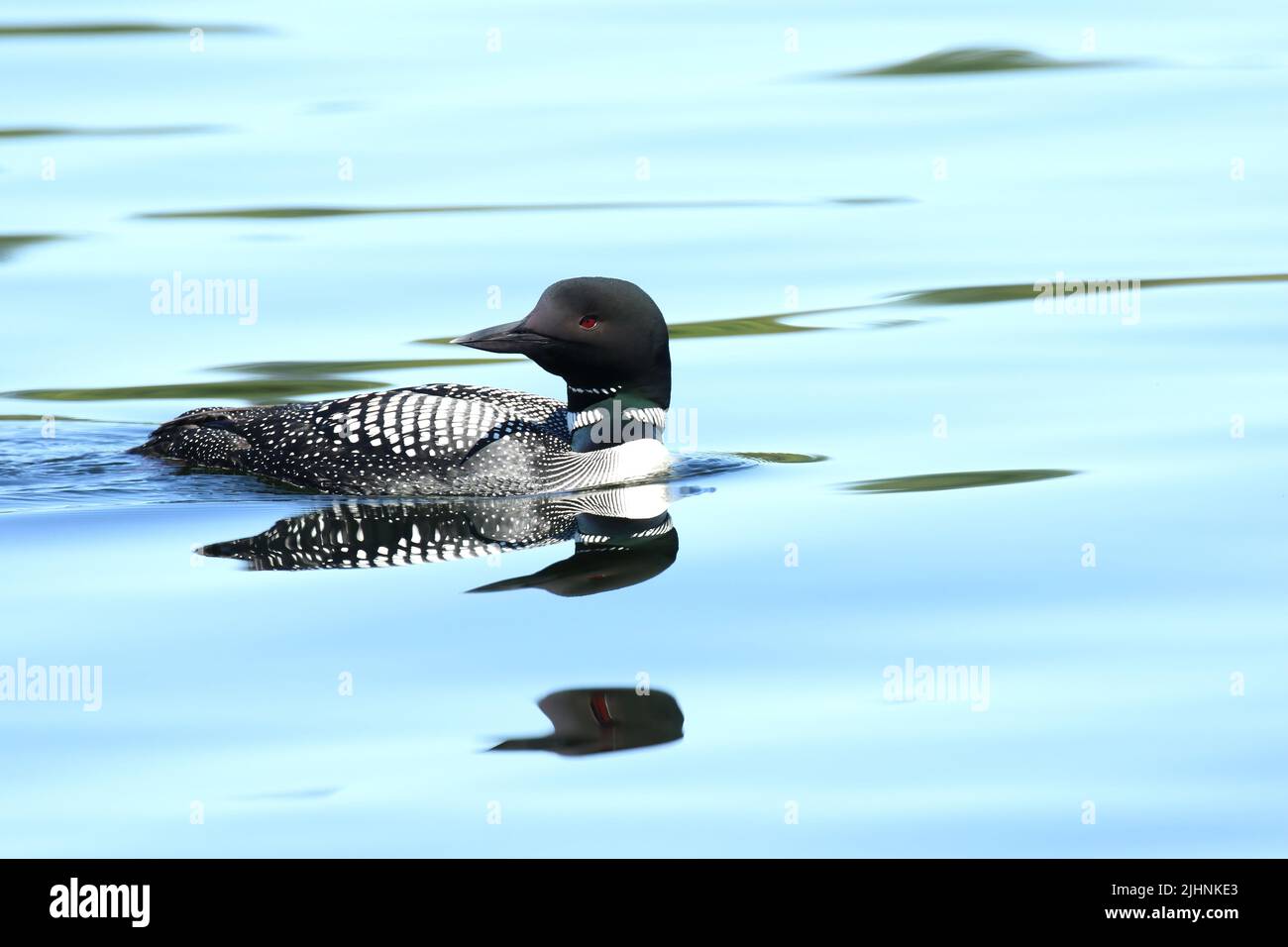 Common loon adult hi-res stock photography and images - Alamy