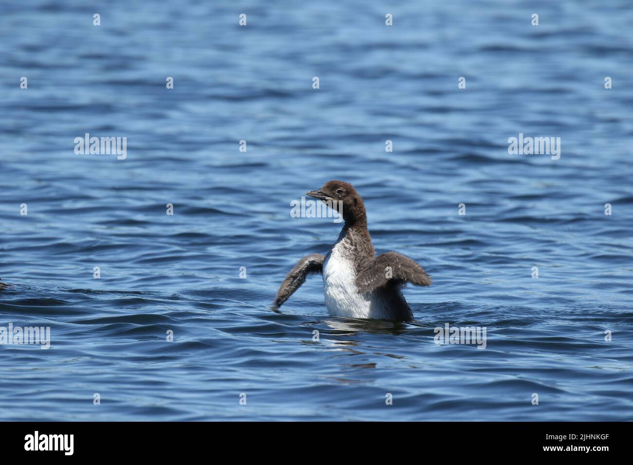 Baby waterbirds hi-res stock photography and images - Alamy