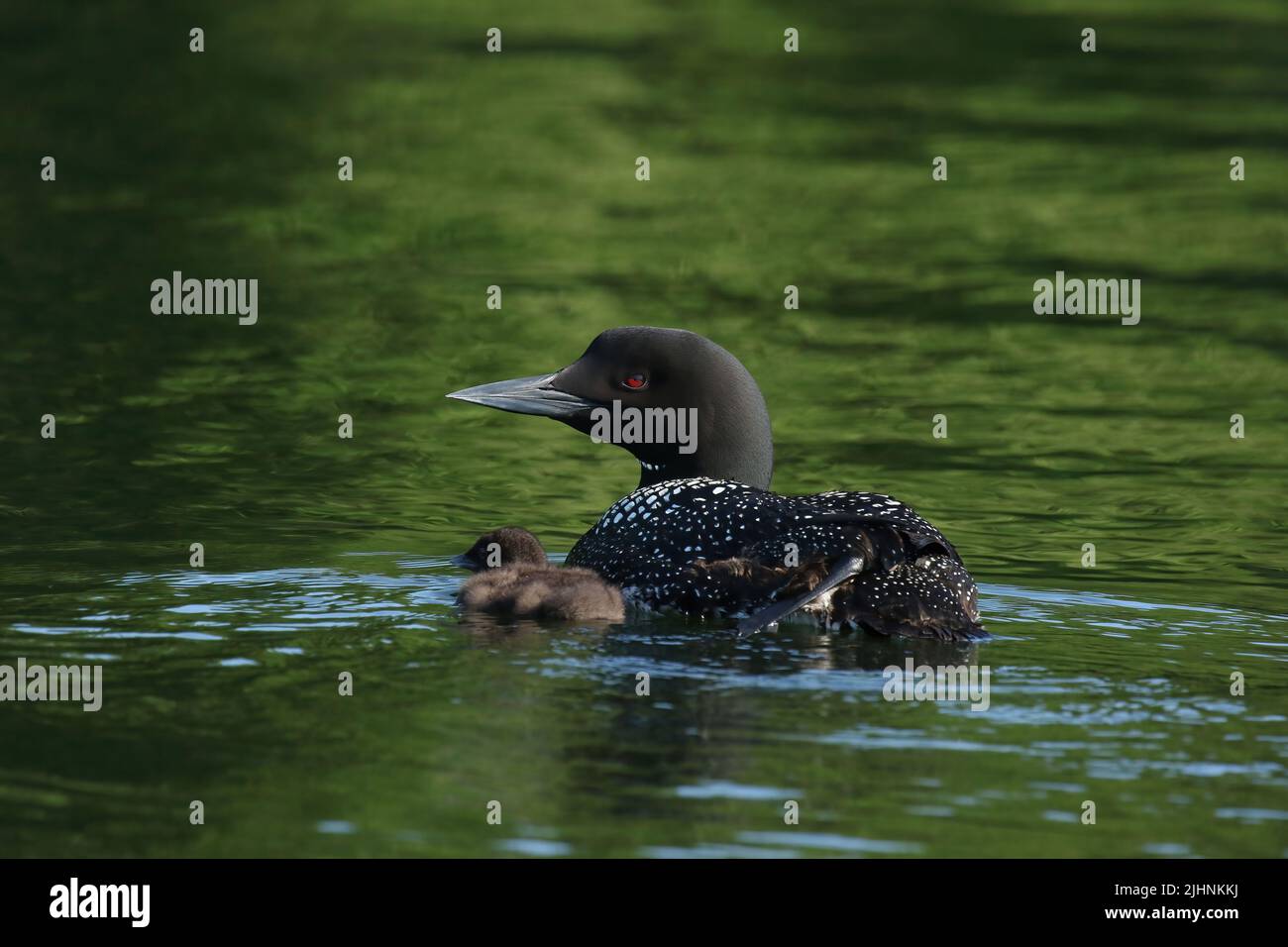 Mother and baby loon Stock Photo - Alamy