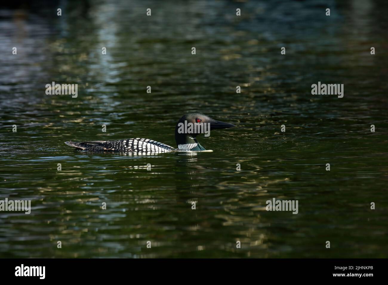 Common loon adult hi-res stock photography and images - Alamy