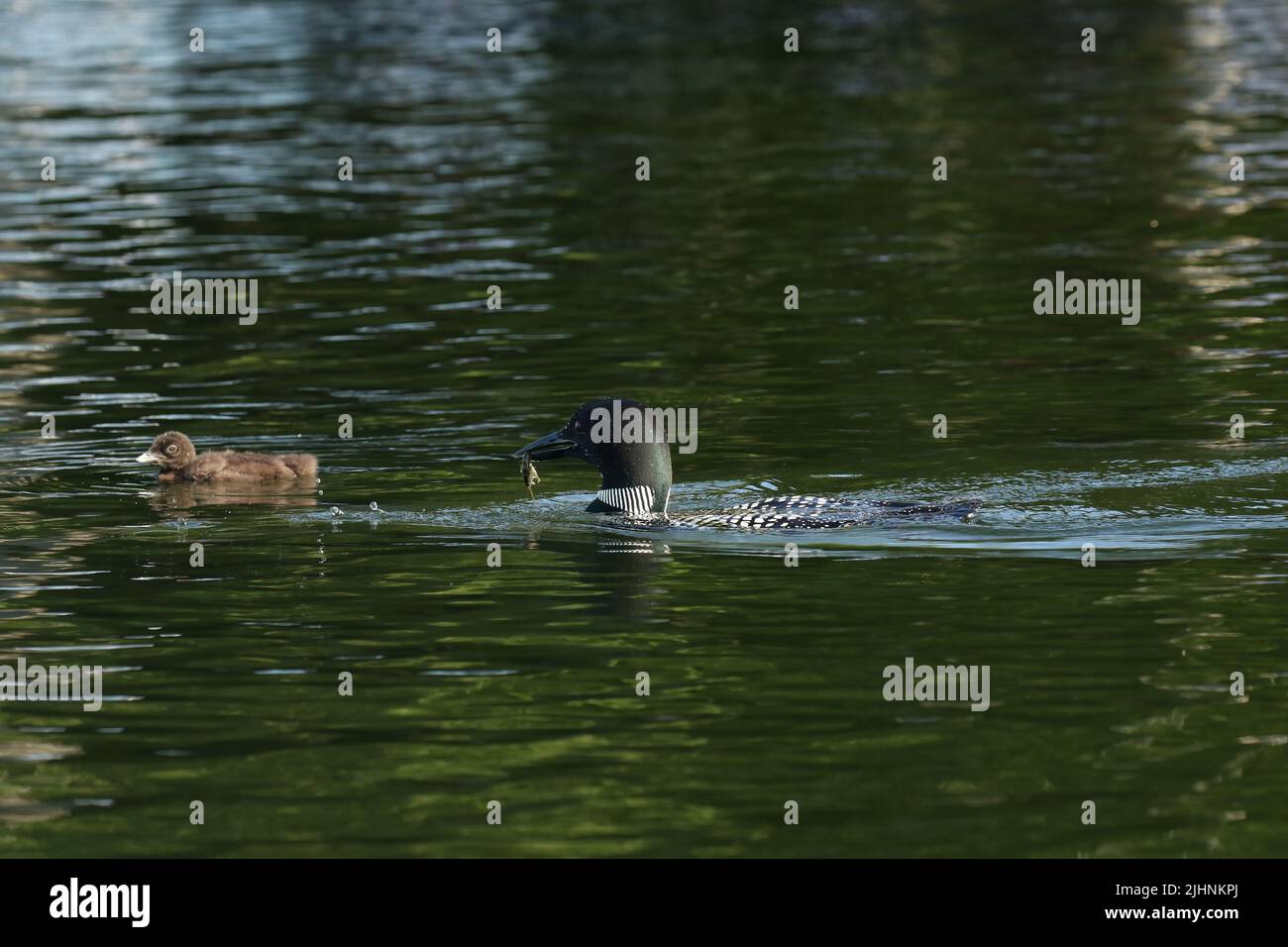 Adult loon feeds chick Stock Photo - Alamy