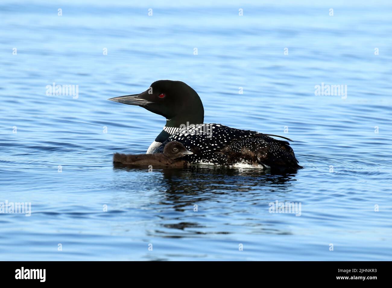 Mother and baby loon Stock Photo - Alamy