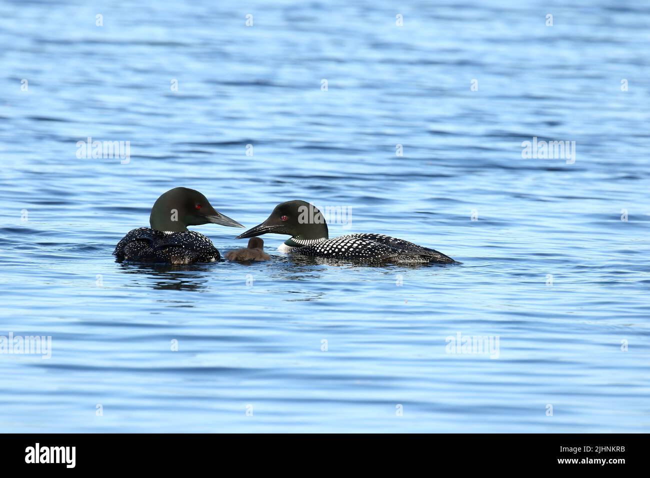 Adult loon feeds chick Stock Photo - Alamy