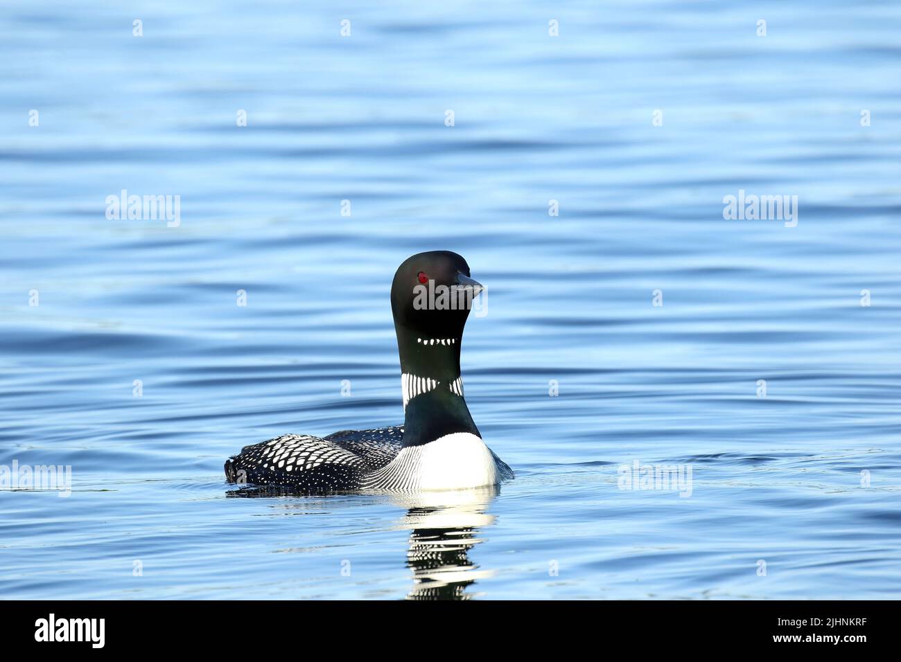 Common loon adult hi-res stock photography and images - Alamy