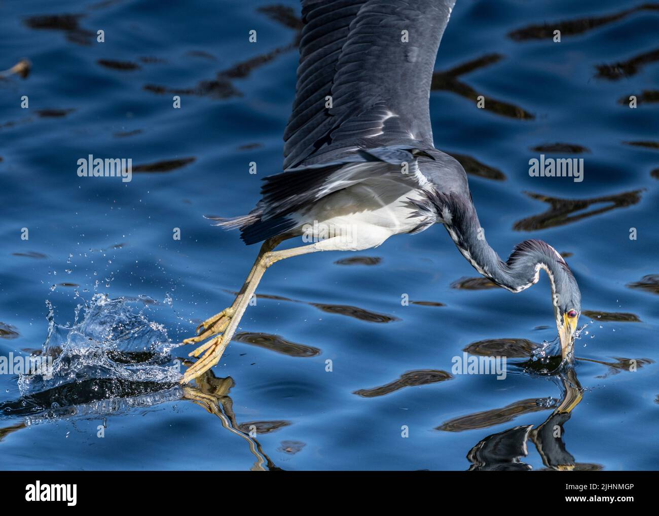 Blue Heron Dives for Fish Stock Photo - Alamy
