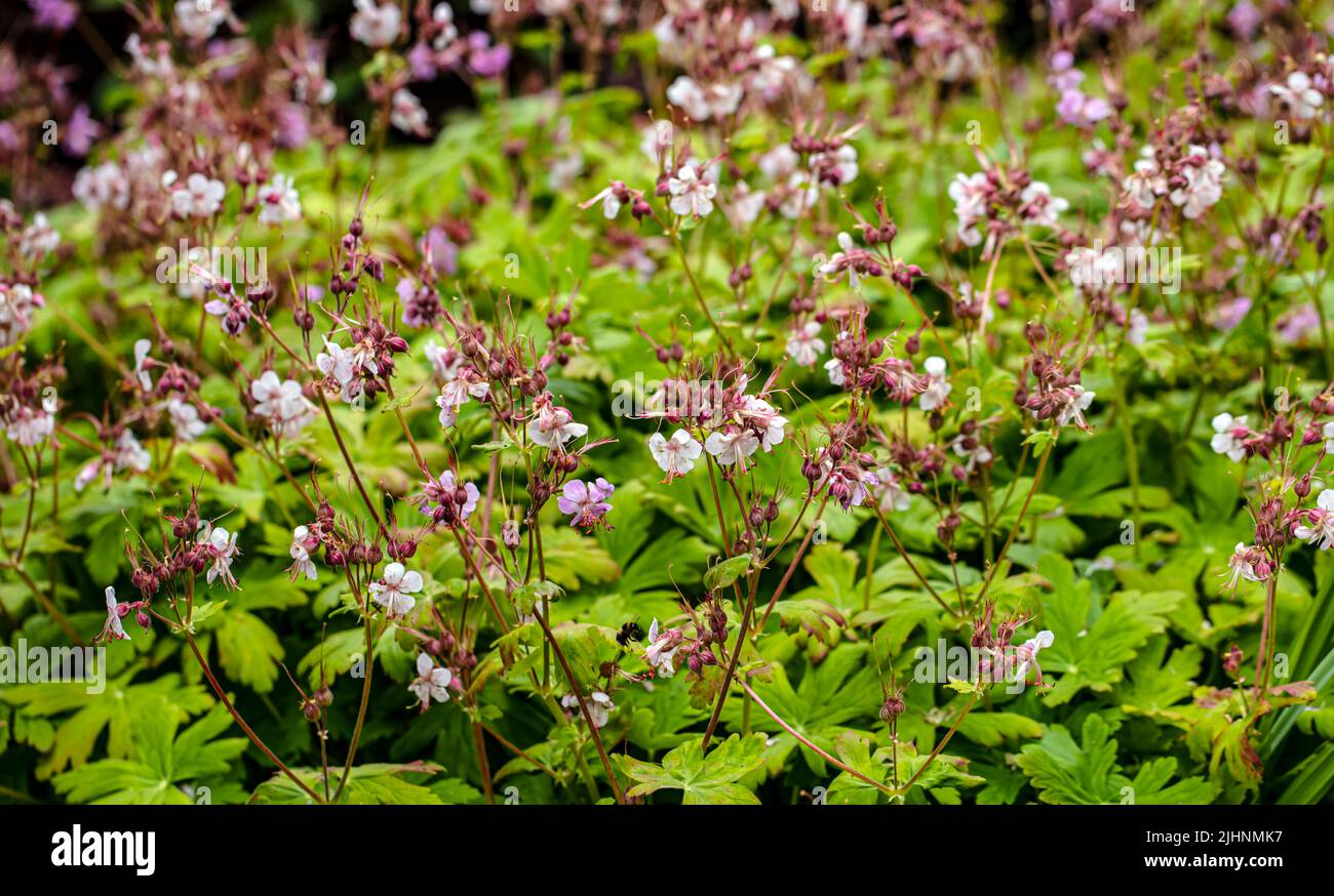 Bigroot geranium (Geranium macrorrhizum Stock Photo - Alamy
