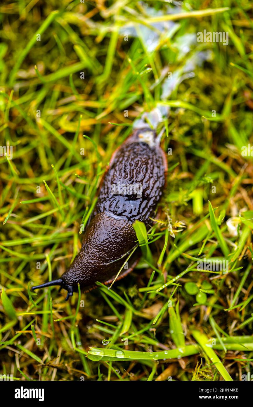 Black slug with slime trail Stock Photo - Alamy