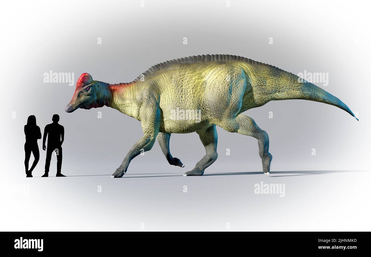 Humans compared to Hypacrosaurus, illustration Stock Photo - Alamy