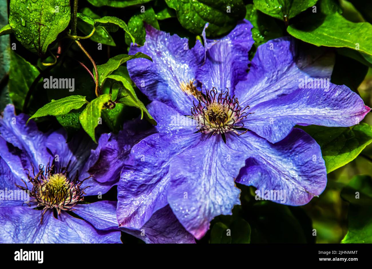 Clematis 'Elsa Spath' Stock Photo - Alamy