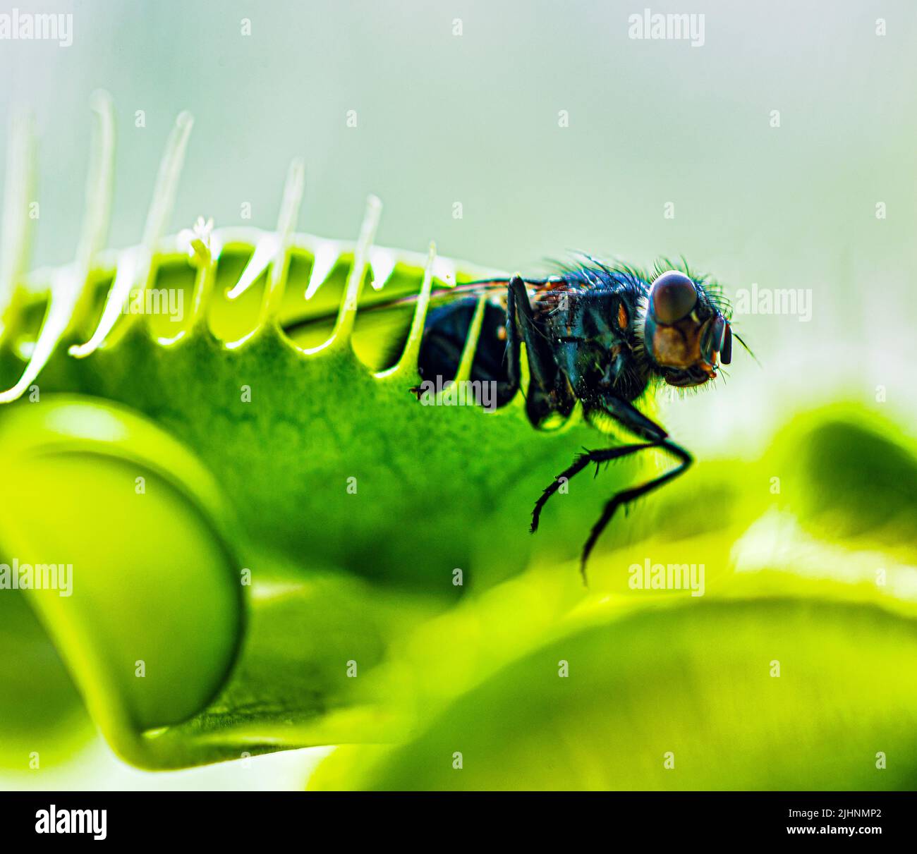 Blue bottle fly in a venus fly trap Stock Photo - Alamy