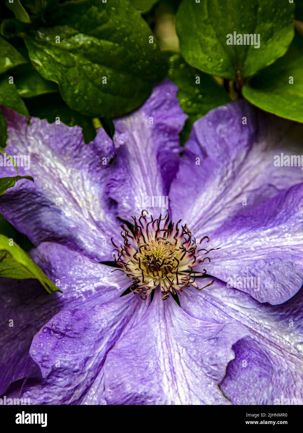 Clematis 'Elsa Spath' Stock Photo - Alamy
