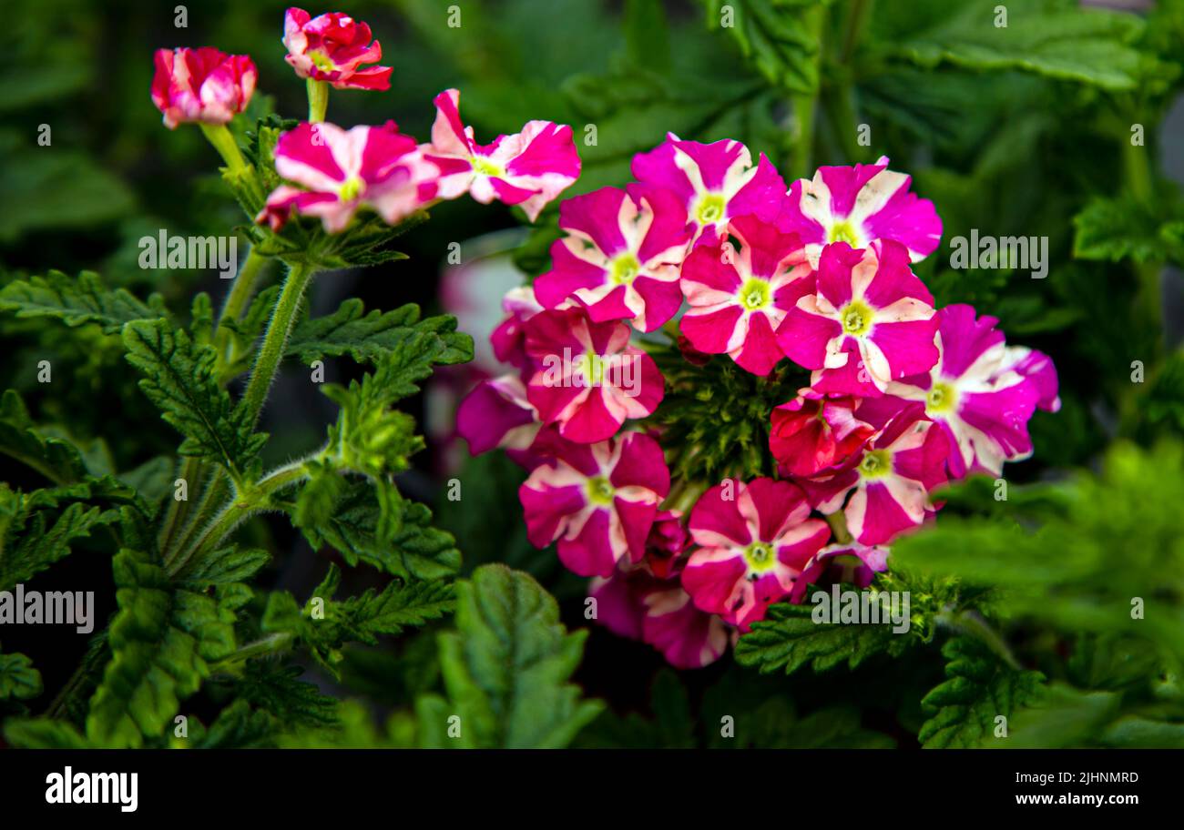Verbena 'Voodoo Pink Star' Stock Photo - Alamy