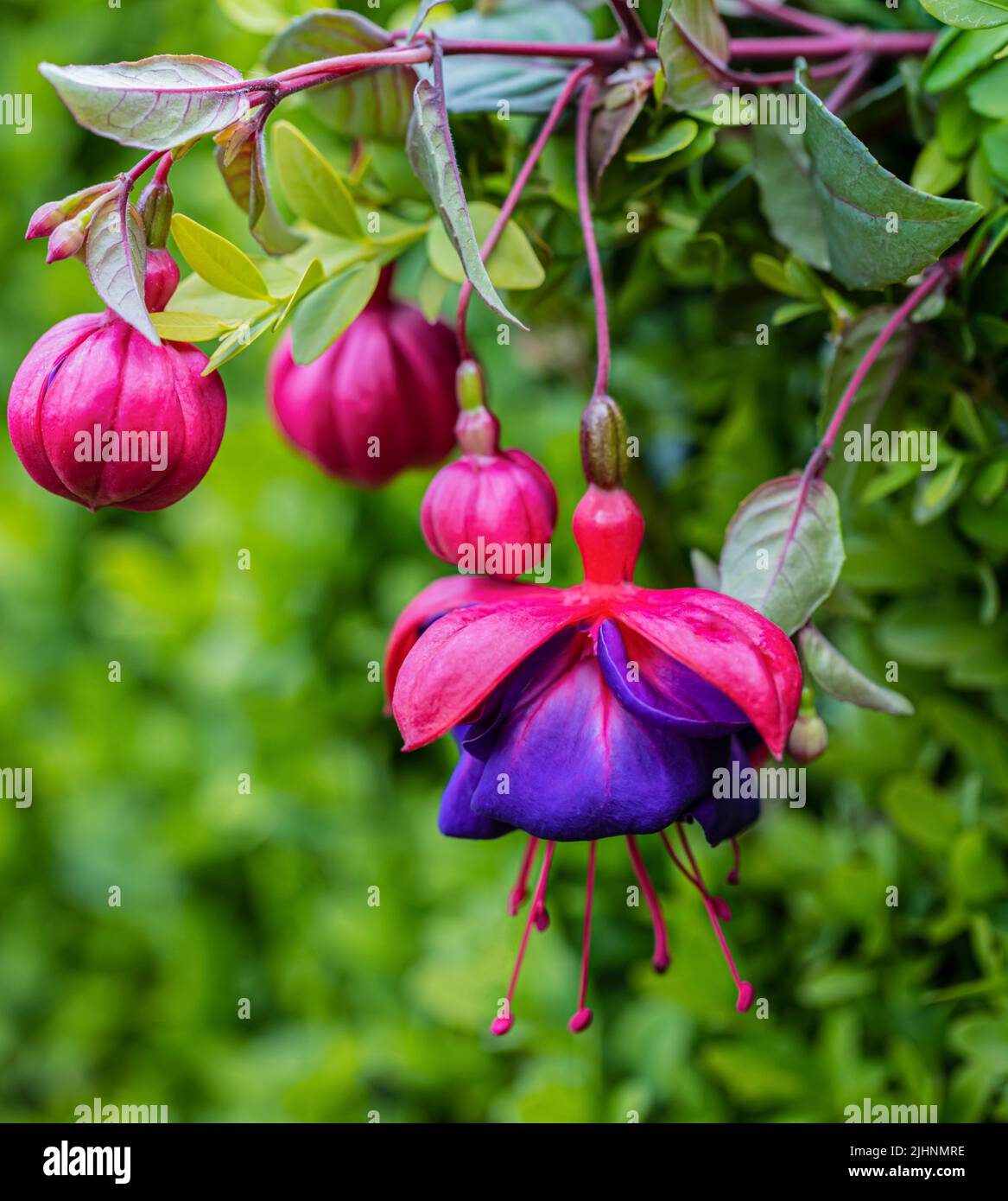 Fuchsia 'Purple Fountain' Stock Photo - Alamy