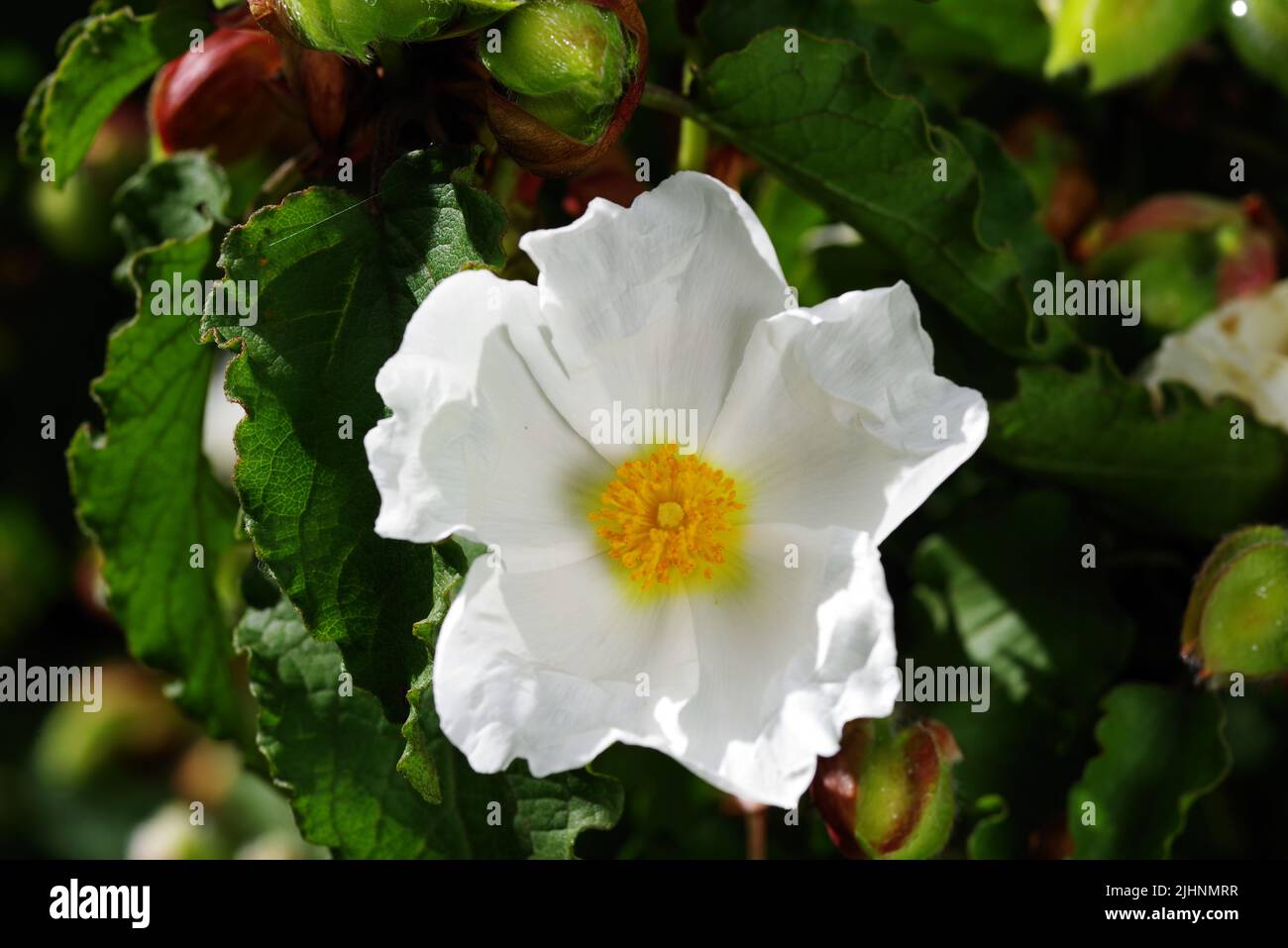 Rockrose (Cistus populifolius Stock Photo - Alamy