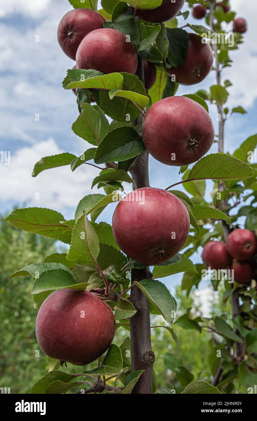 Branch of red-flesh apple tree variety full of red apples growing on ...