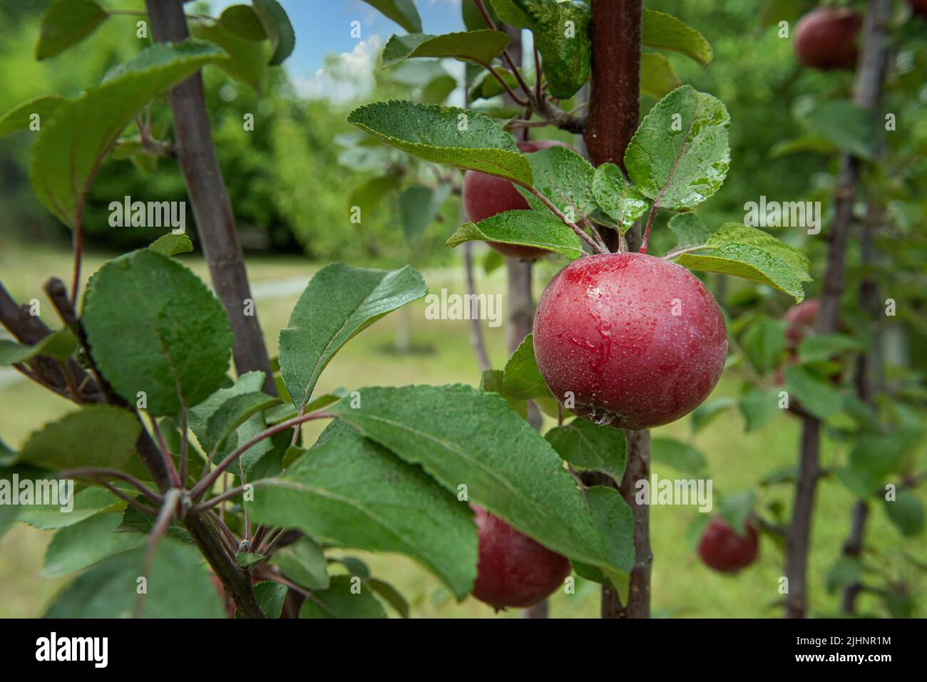 Close-up of red apple growing on tree branch and covered with water drops. Red-flesh apple tree ...