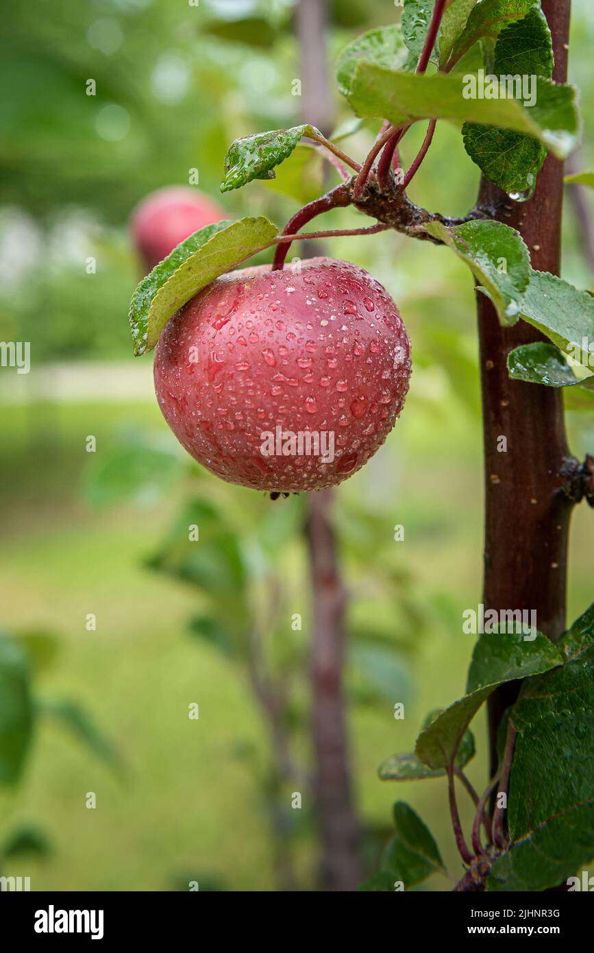 Close-up of red apple growing on tree branch and covered with water drops. Red-flesh apple tree ...
