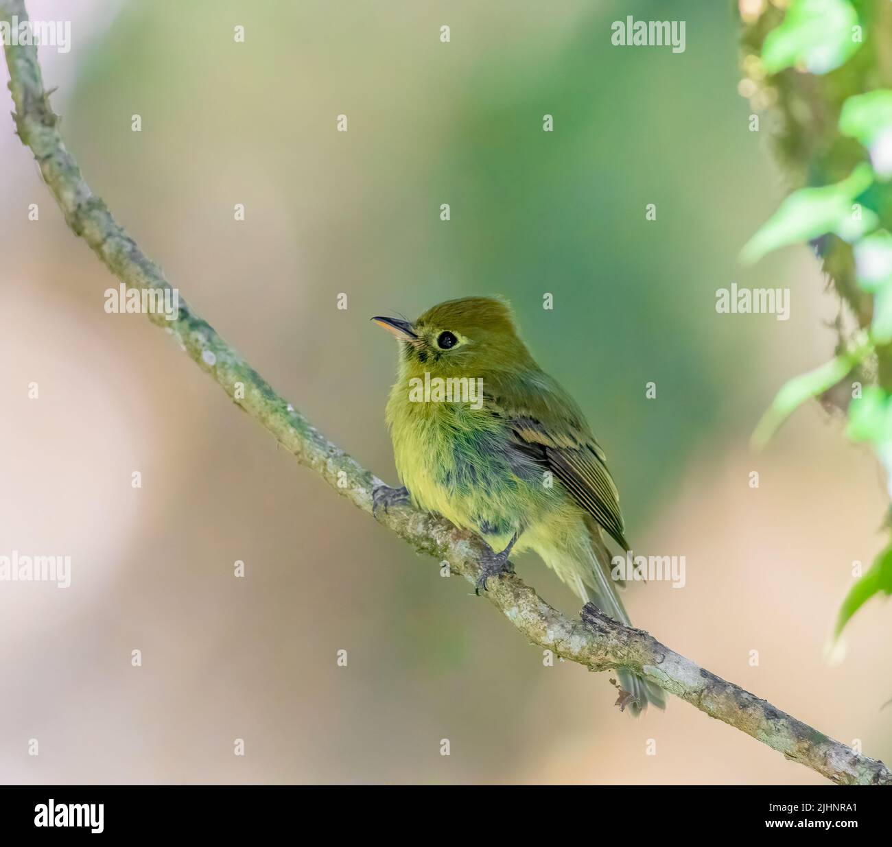 Yellow bellied flycatcher hi-res stock photography and images - Alamy