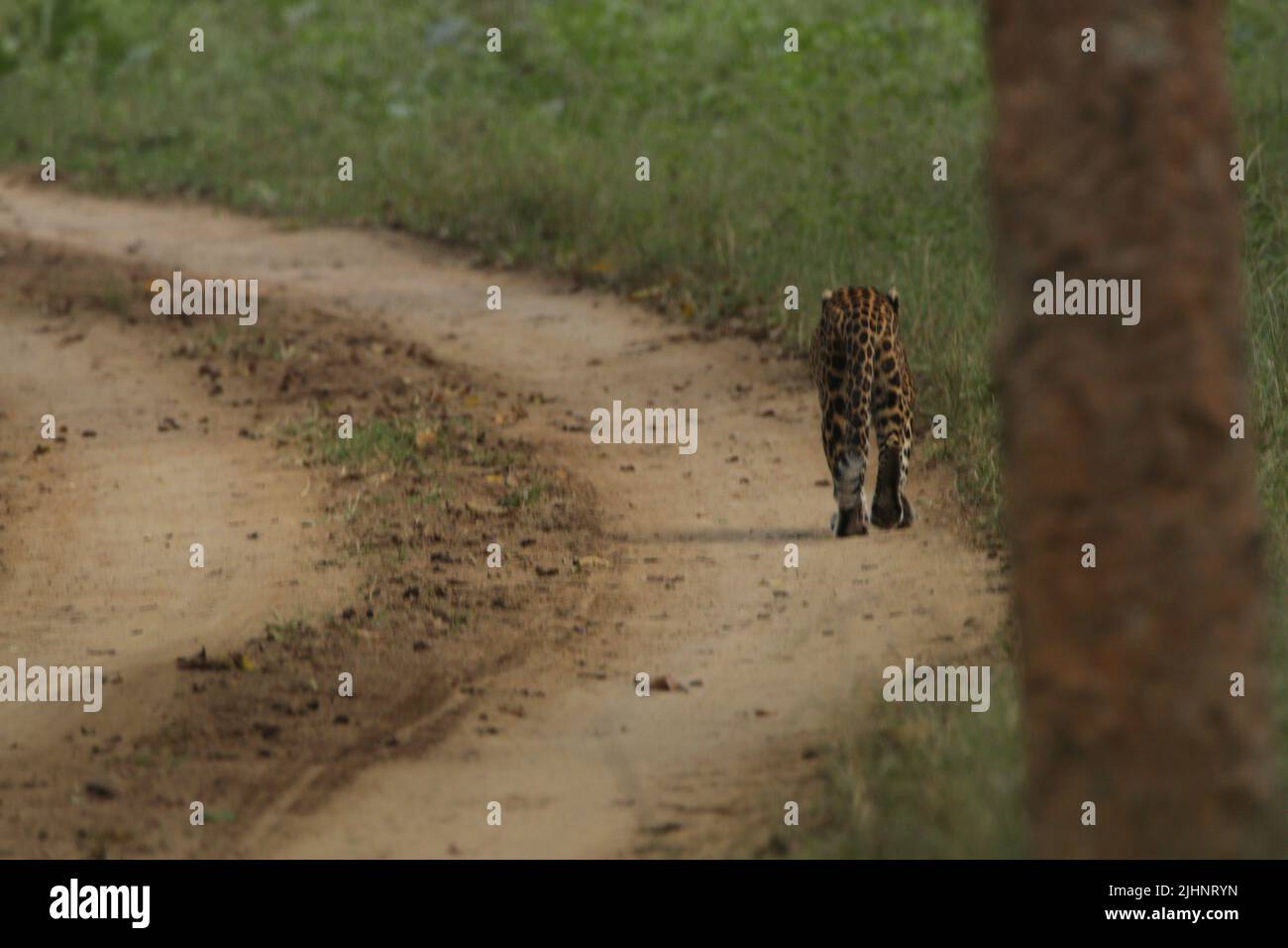 Leopards in india hi-res stock photography and images - Alamy