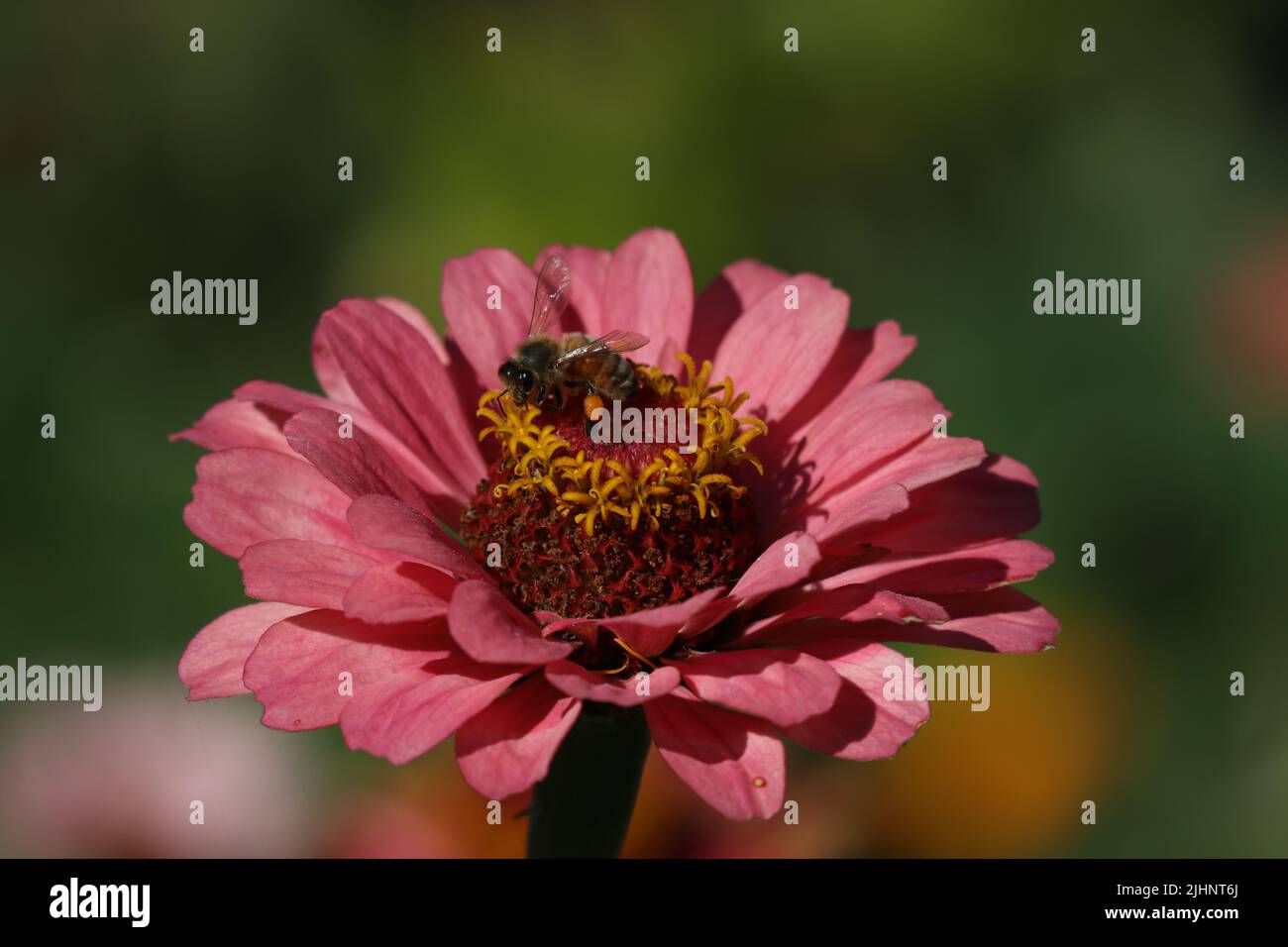 Winter bees hi-res stock photography and images - Alamy