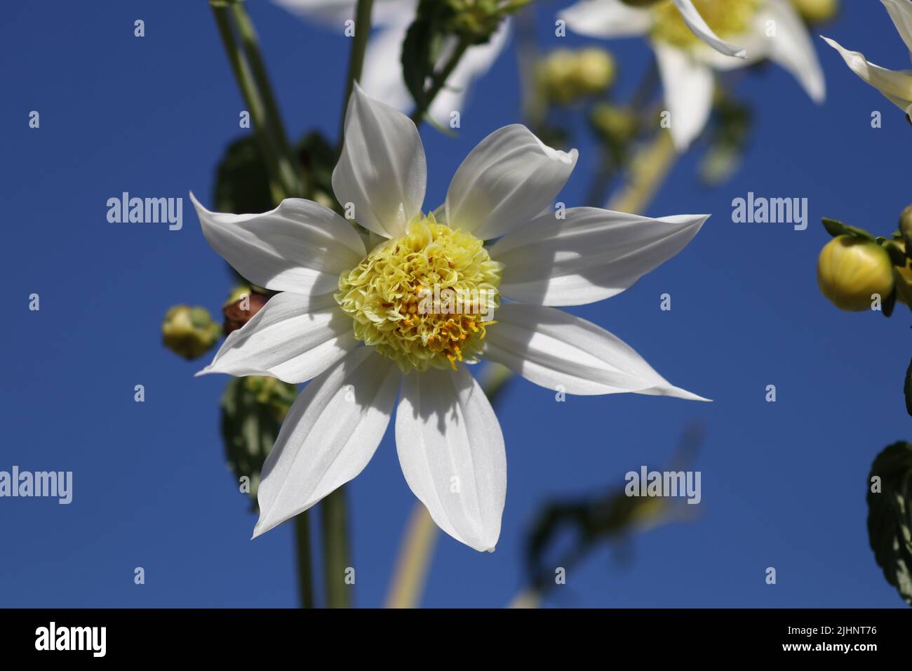 Tree dahlia hi-res stock photography and images - Alamy