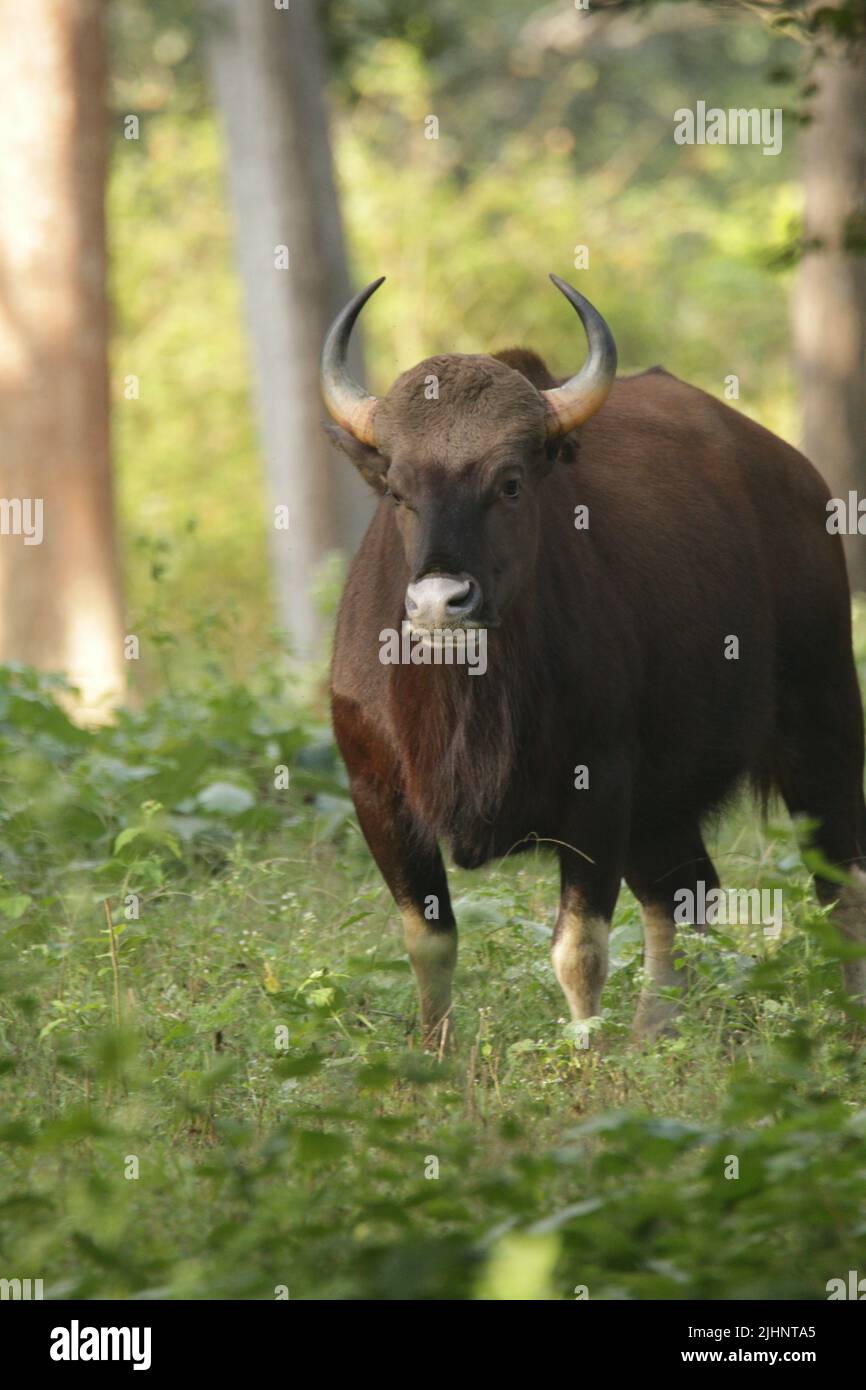 Gaur in Nagarhole National Park, India Stock Photo - Alamy