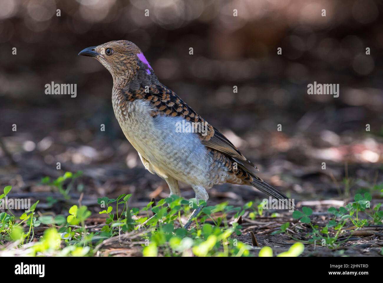 Pink crest hi-res stock photography and images - Alamy