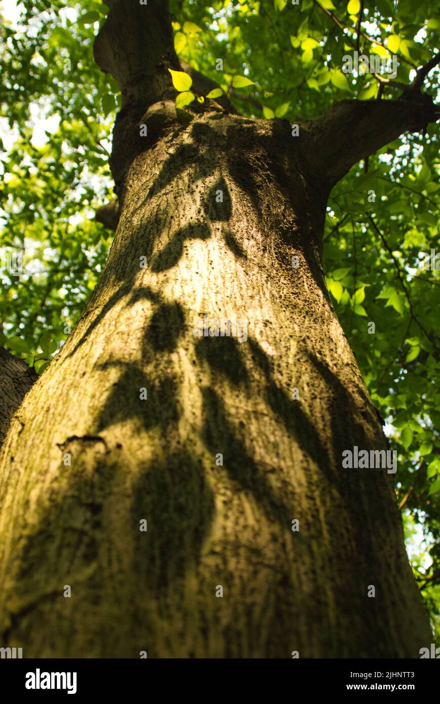 Shadow of Leaves on Tree Stock Photo - Alamy