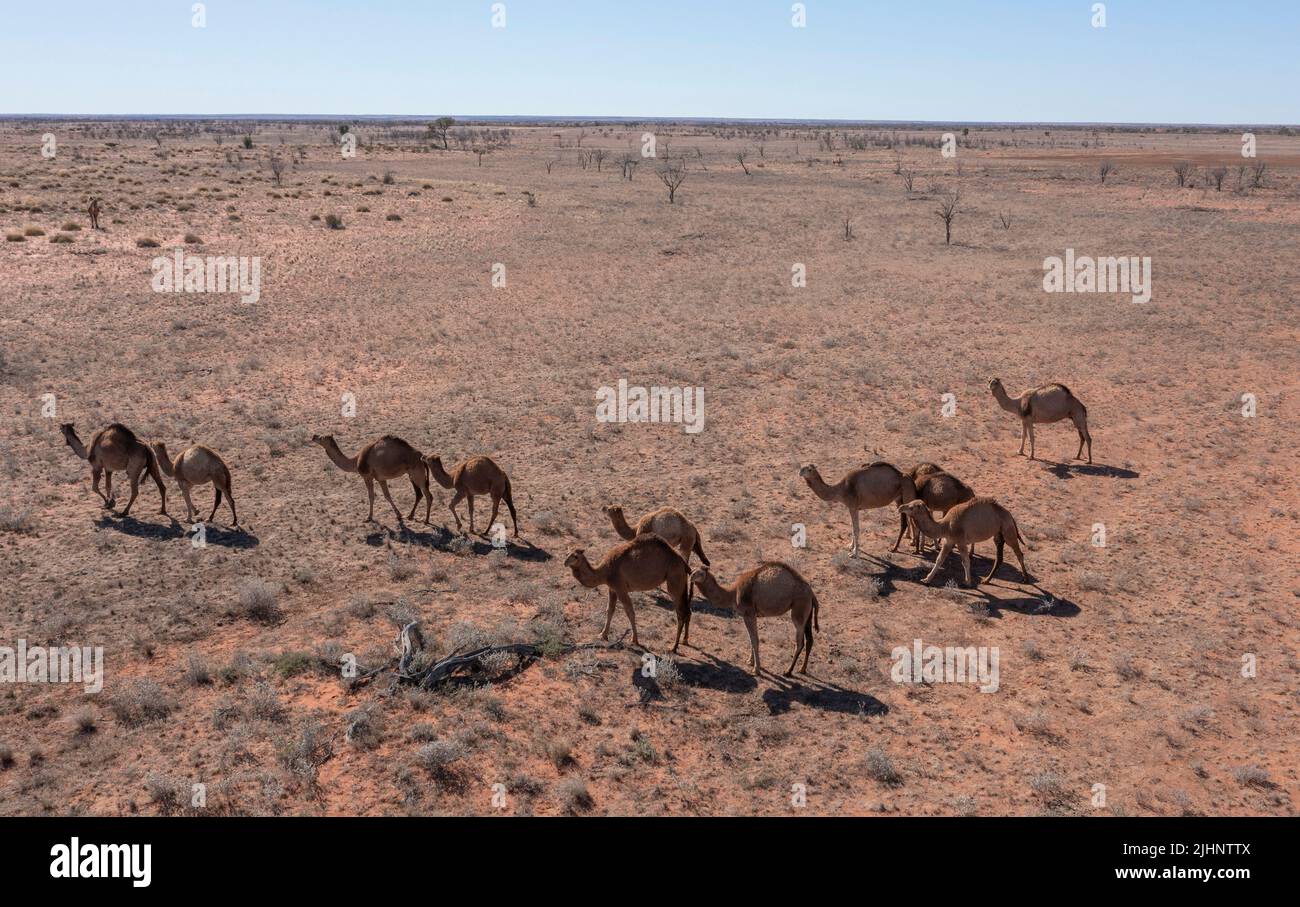 wild camels in the desert country of outback Queensland, Australia ...
