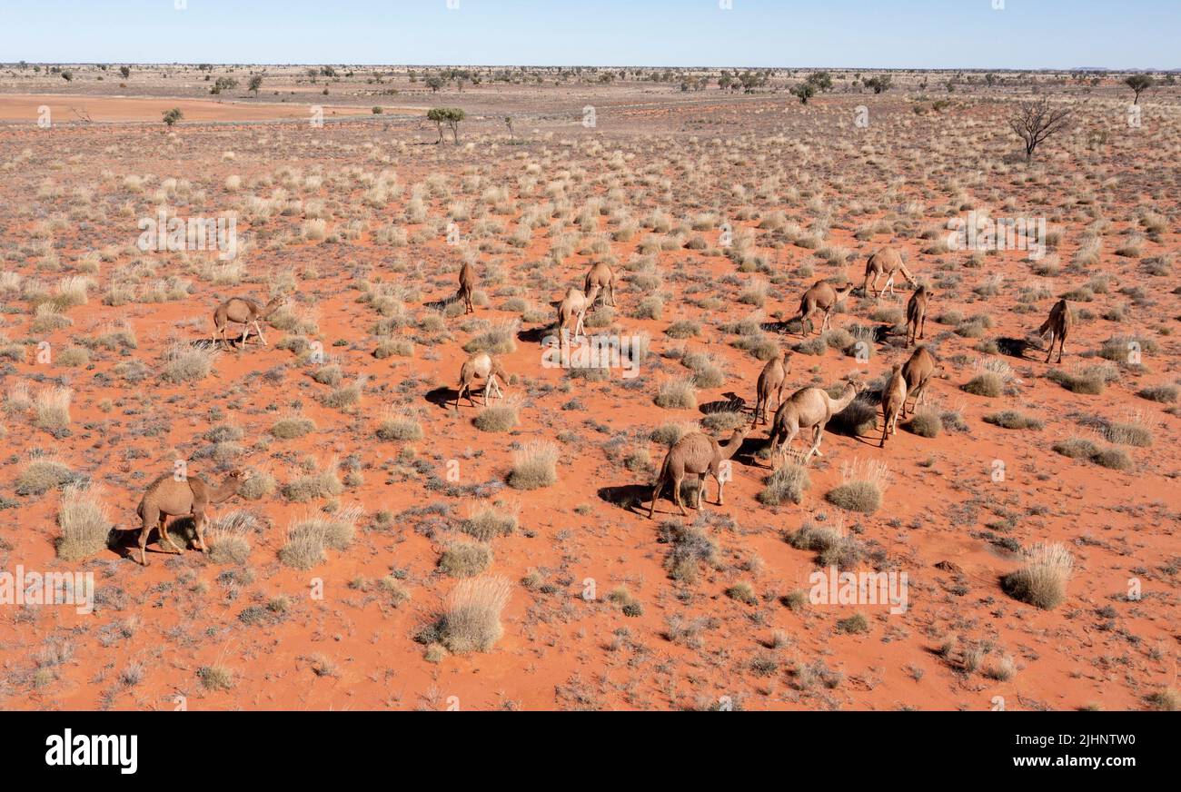 Australia wild camels hi-res stock photography and images - Alamy