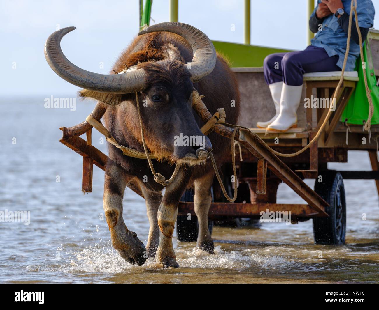 Water buffalo carriage Stock Photo - Alamy