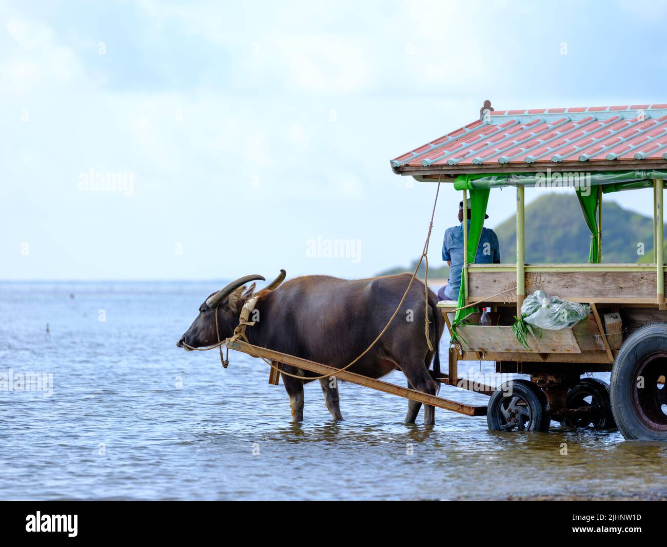 Water buffalo carriage Stock Photo - Alamy