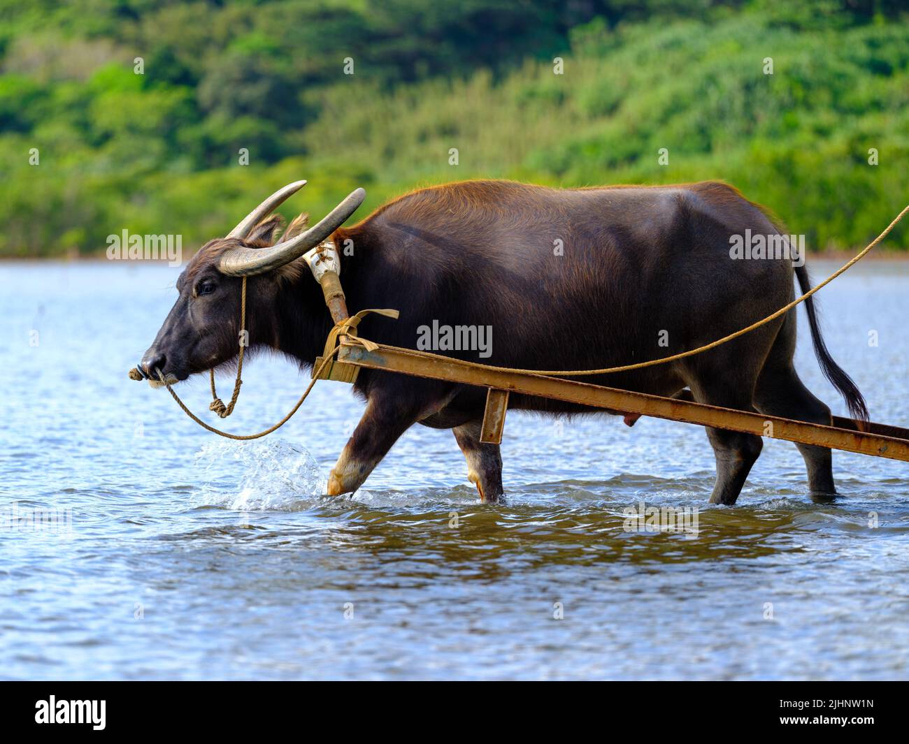 Water buffalo carriage Stock Photo - Alamy