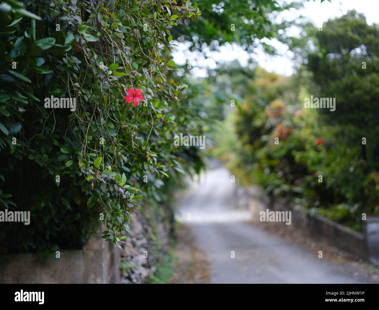 Sonai Area in Iriomote Island, Okinawa Prefecture, Japan Stock Photo ...