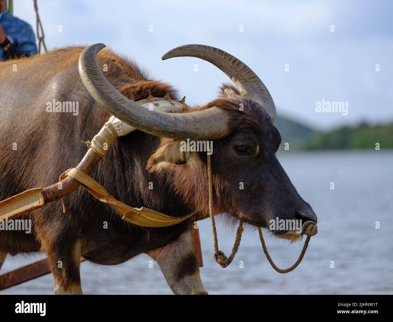 Water buffalo carriage Stock Photo - Alamy