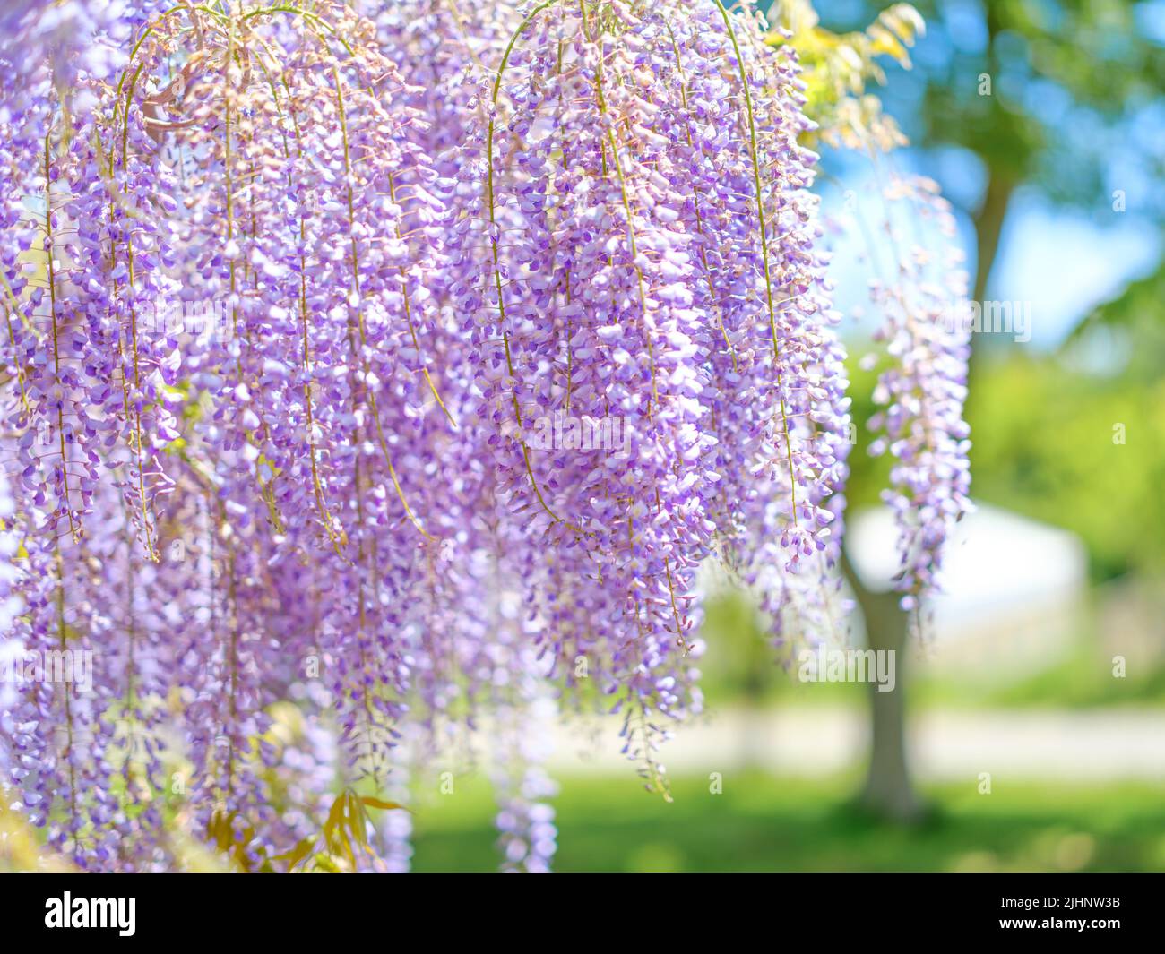 Full flower wisteria hi-res stock photography and images - Alamy