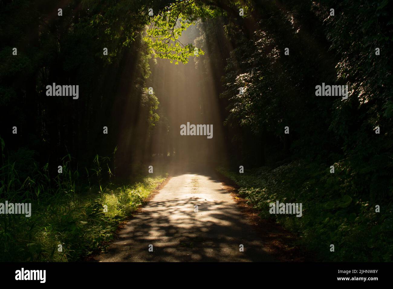 Fresh Green Forest in Aso, Kumamoto Prefecture, Japan Stock Photo - Alamy