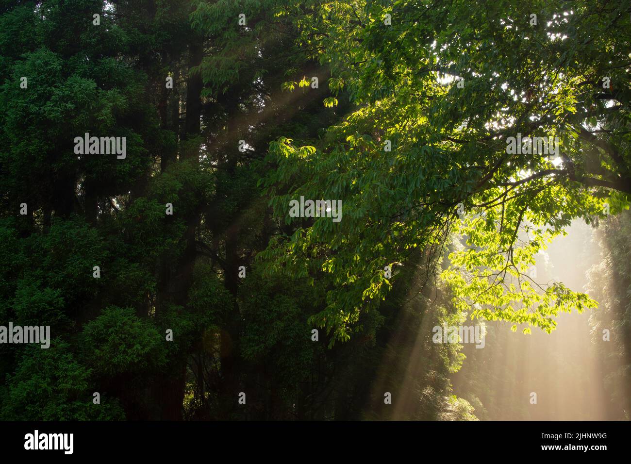 Fresh Green Forest in Aso, Kumamoto Prefecture, Japan Stock Photo - Alamy