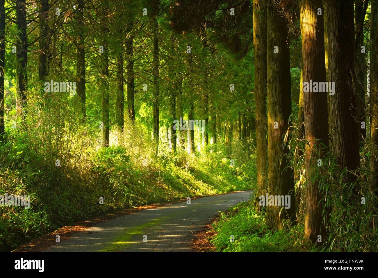 Fresh Green Forest in Aso, Kumamoto Prefecture, Japan Stock Photo - Alamy